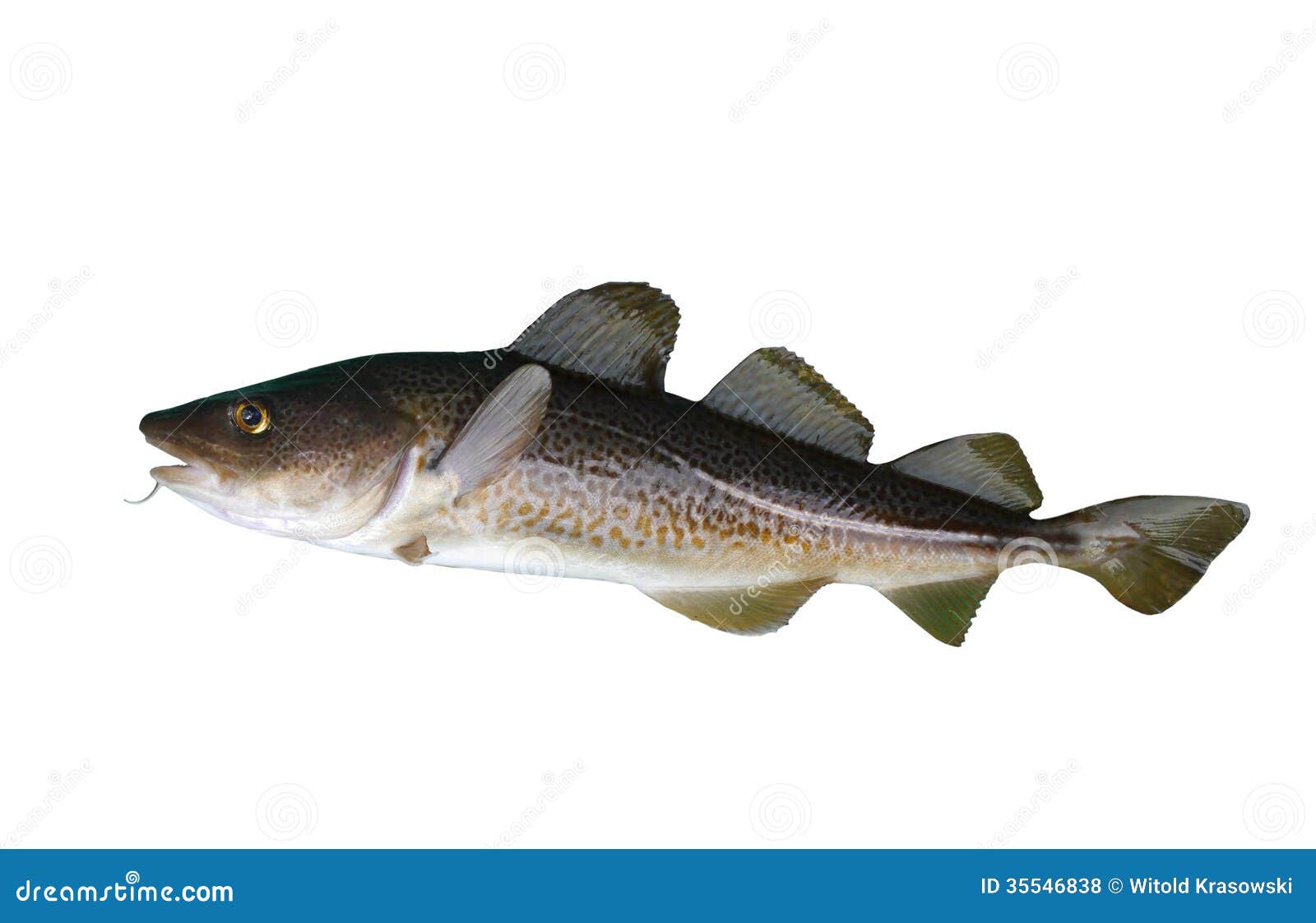 Codfish stock photo. Image of food, trophy, animal, predator - 35546838