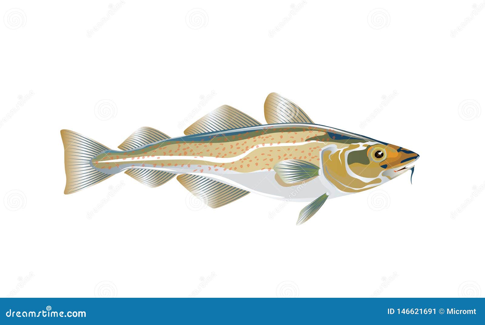 Codfish. Cod Atlantic, Vector Illustration With Details And Optimized ...