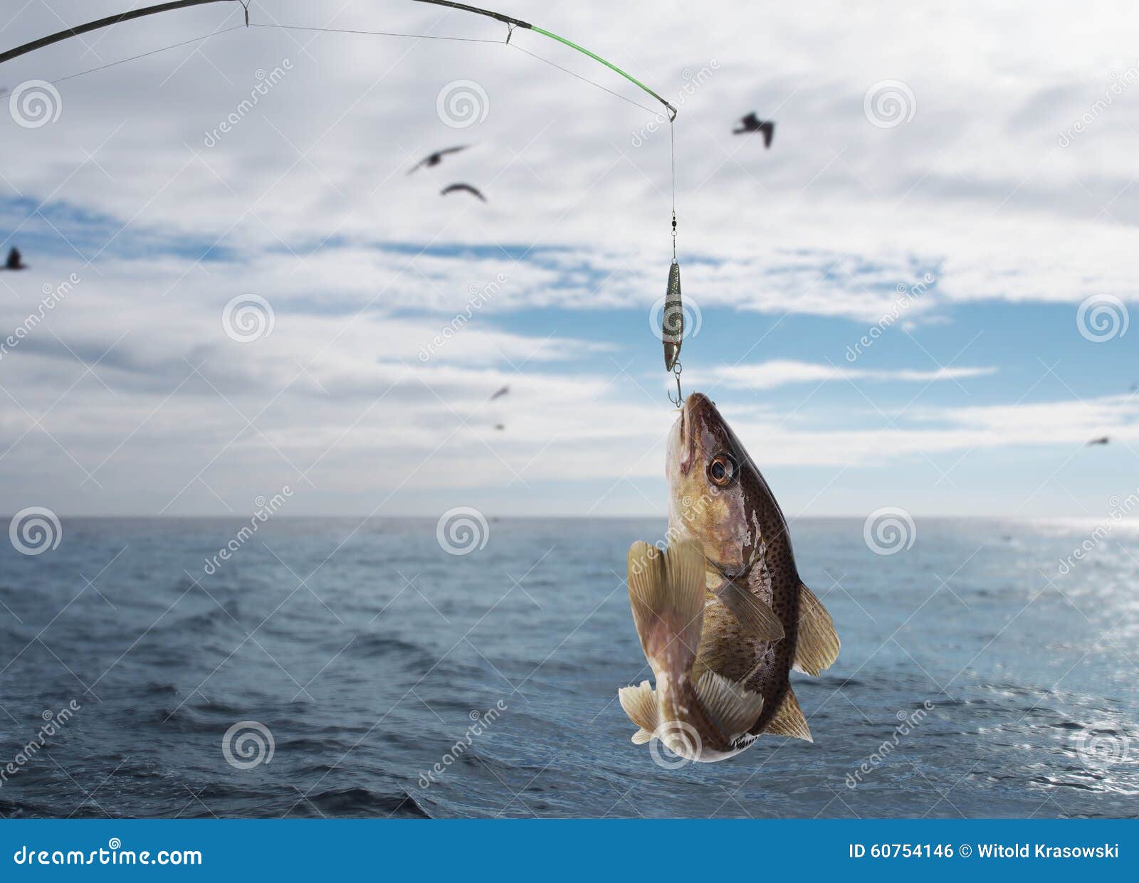 Codfish stock photo. Image of relax, line, landscape - 60754146