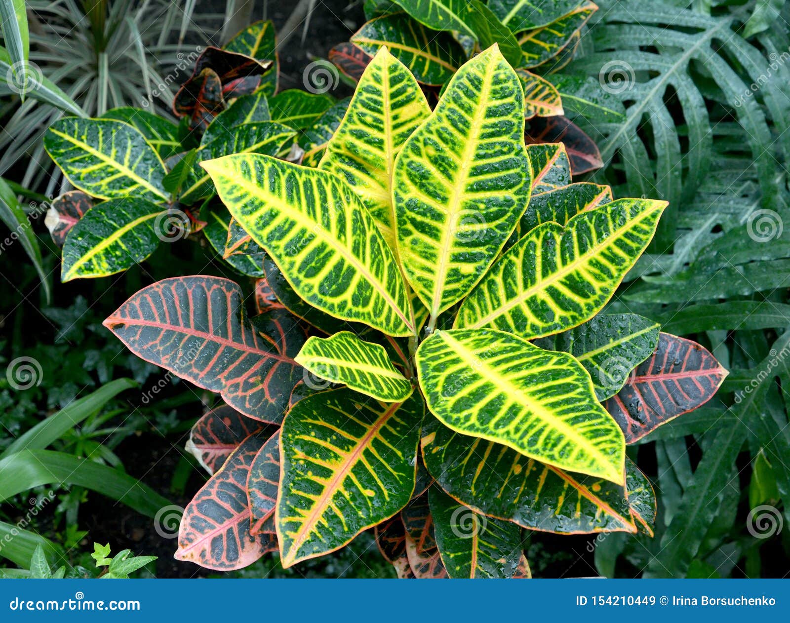 Codiaeum Motley Codiaeum Variegatum L. Rumph. Ex a.Juss Stock Image ...