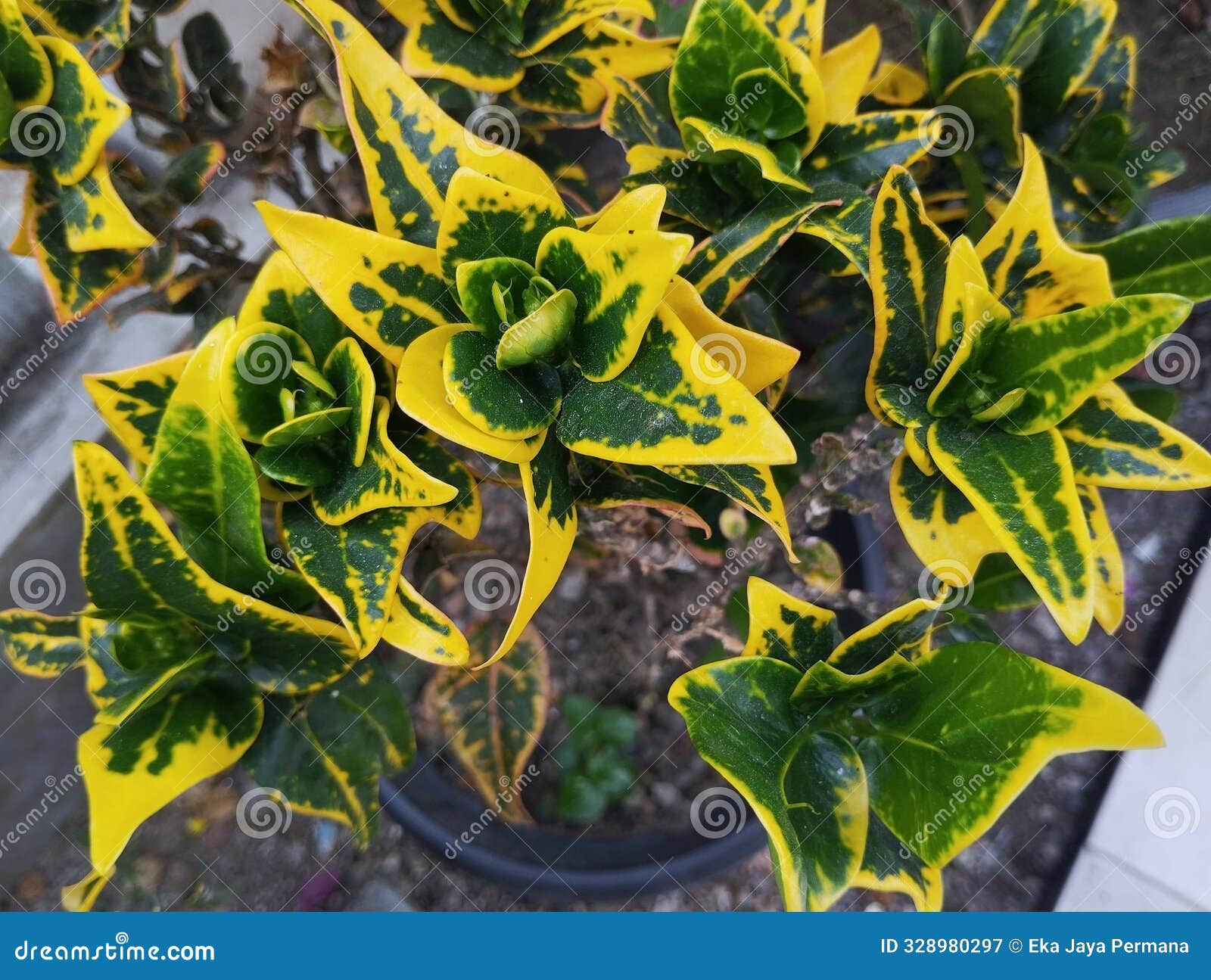 Puring Jet Plants Stock Photography | CartoonDealer.com #268313900