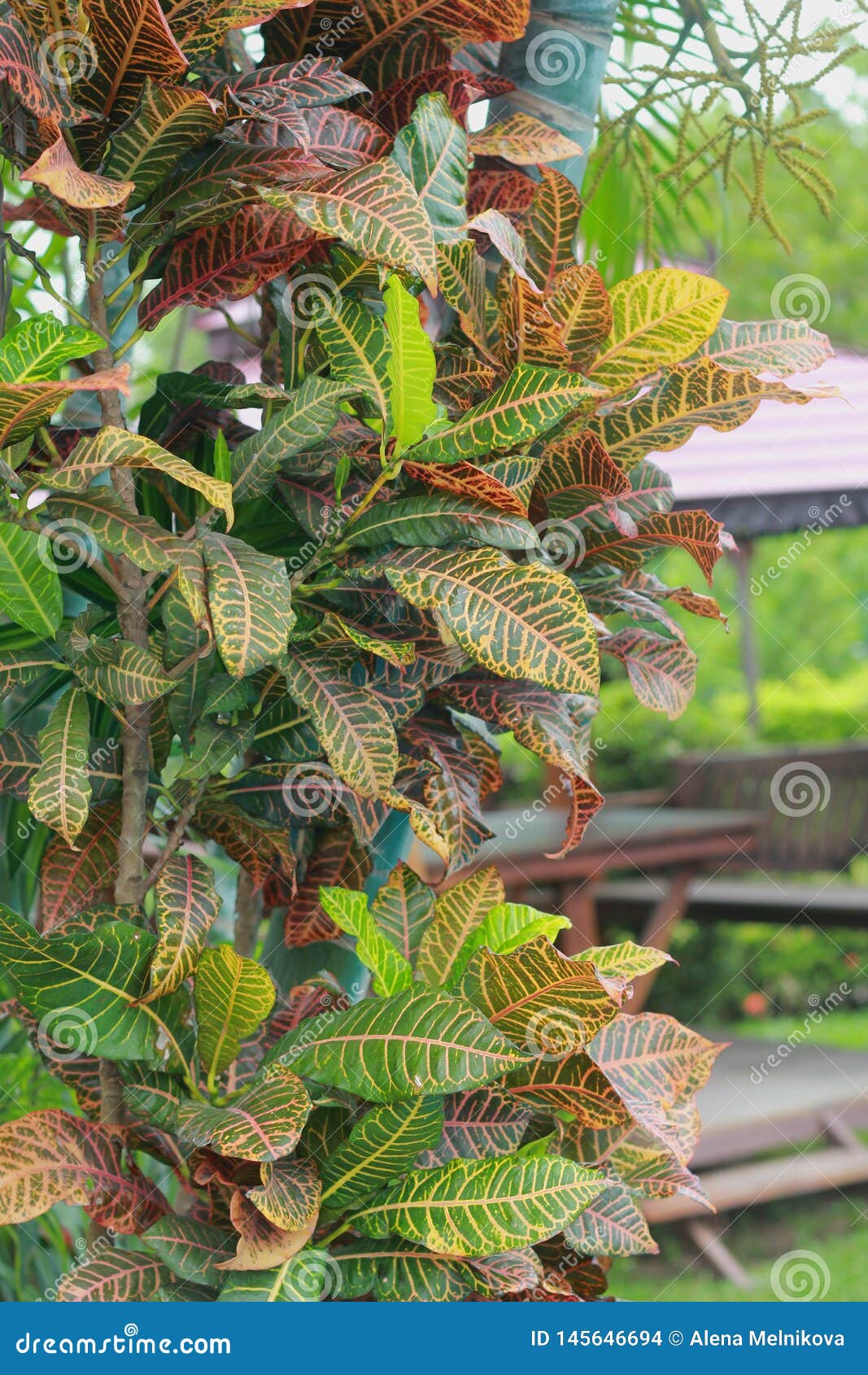 Tropical Flower Codiaeum Variegated in the Garden Stock Photo - Image ...