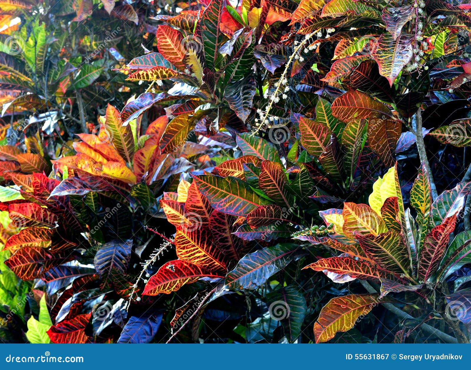 Codiaeum Variegatum Background Stock Image - Image of florist, detail ...
