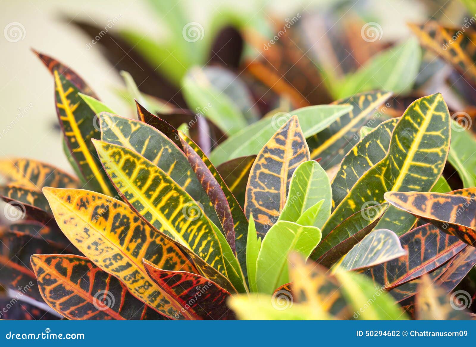 Codiaeum variegatum stock photo. Image of forest, decoration - 50294602