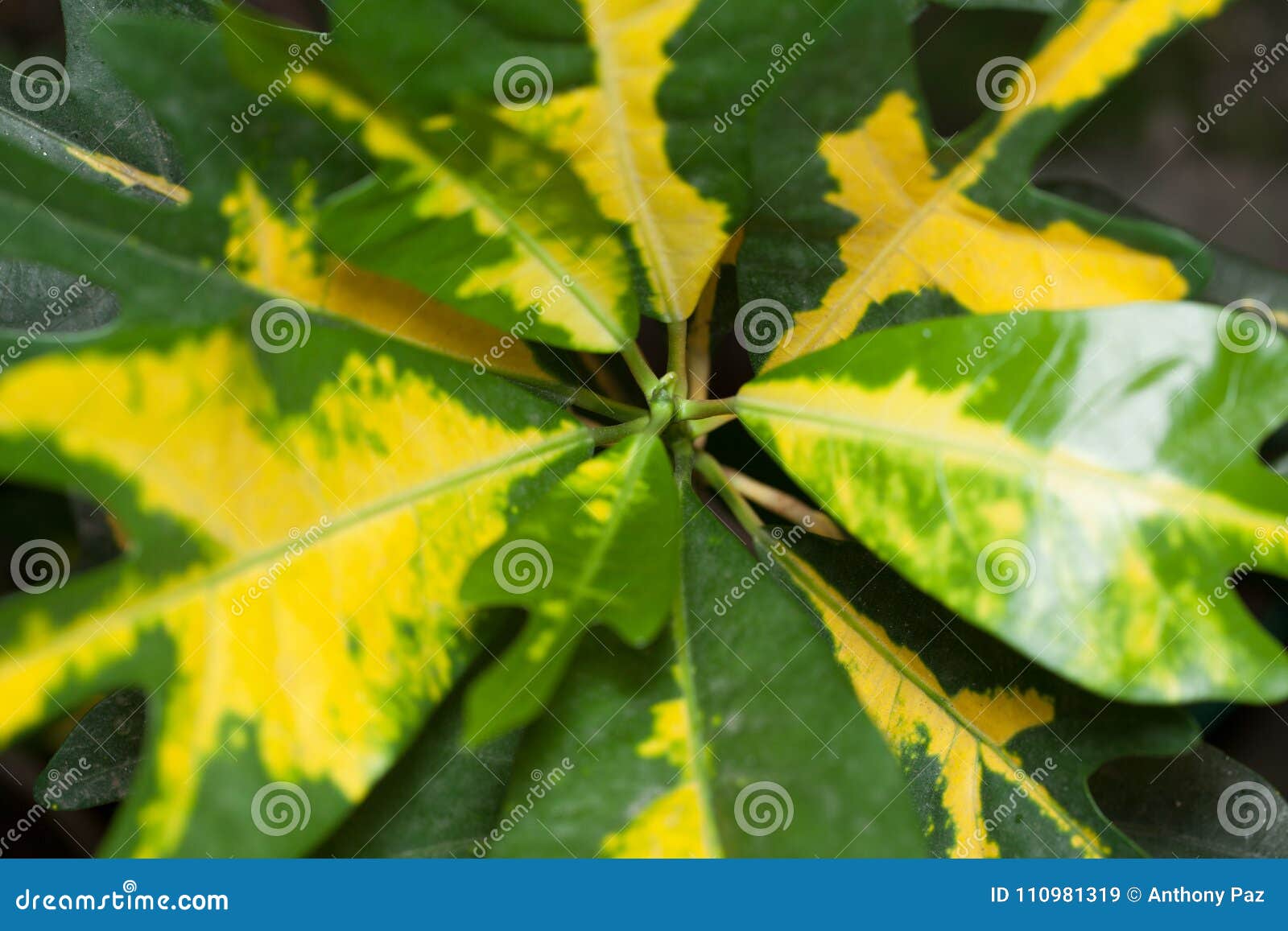 Codiaeum Variegatum/ Codiaeum/ Croton/ Codiaeum Gold Sun or Variegated ...