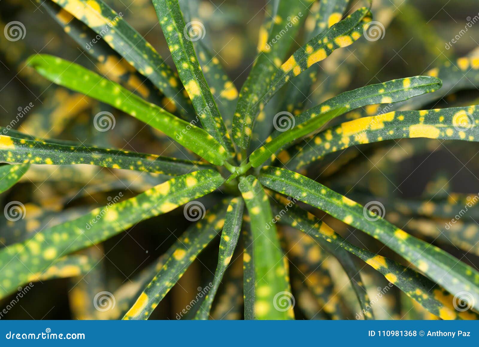 Codiaeum Variegatum/ Codiaeum/ Croton/ Codiaeum Gold Sun or Variegated ...