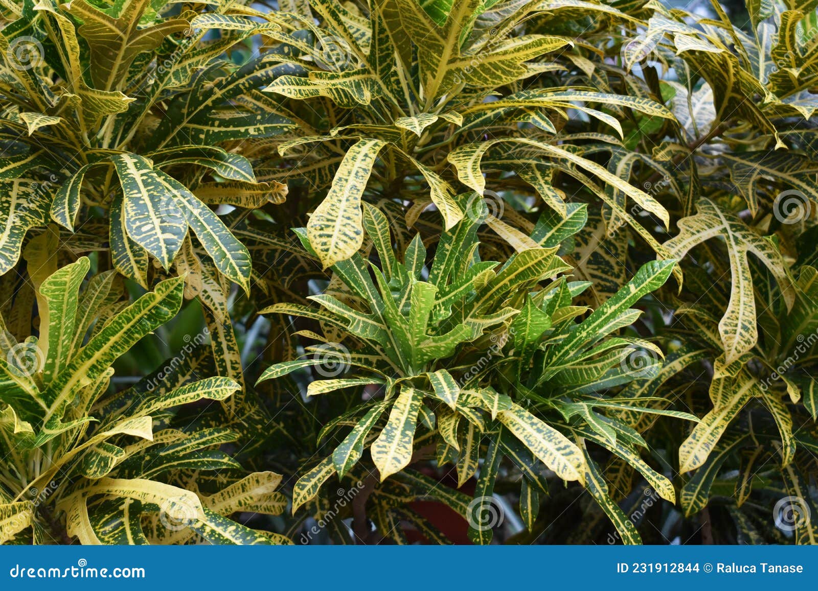 Codiaeum variegatum stock photo. Image of variegatum - 231912844