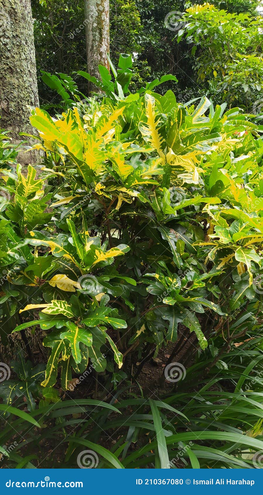 Codiaeum Variegatum or Croton or Puring Stock Photo - Image of puring ...
