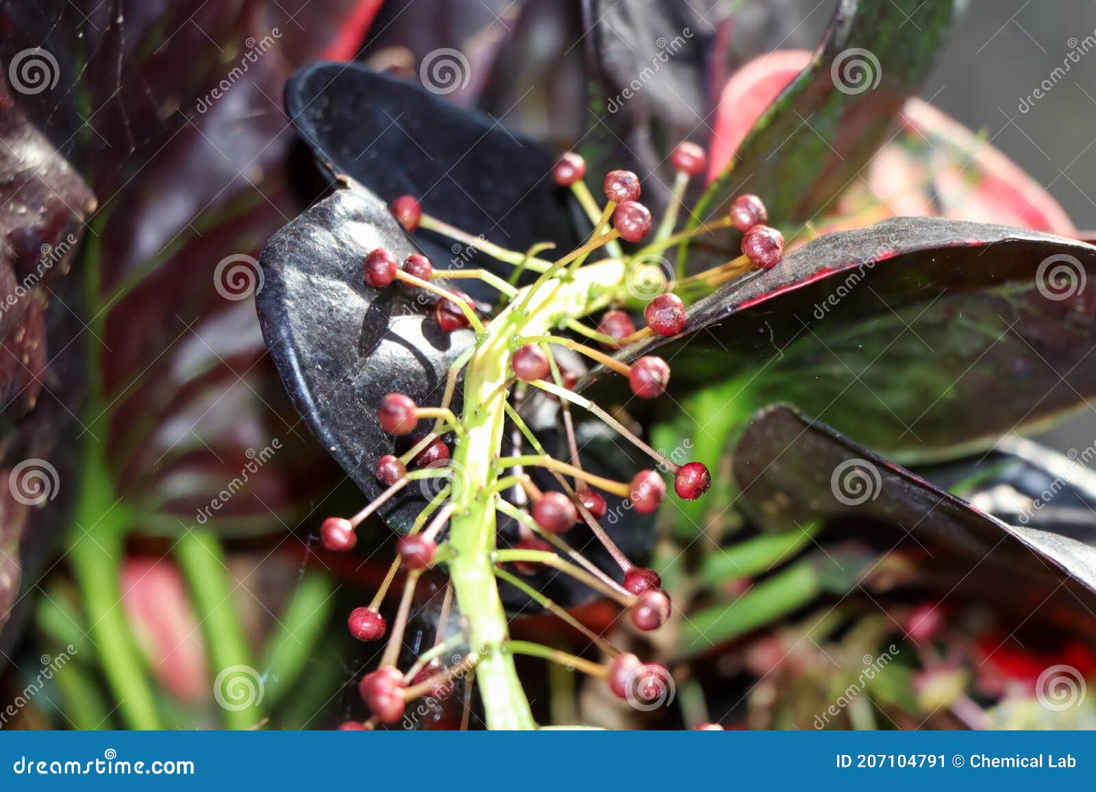 Codiaeum variegatum flower stock image. Image of bloom - 207104791