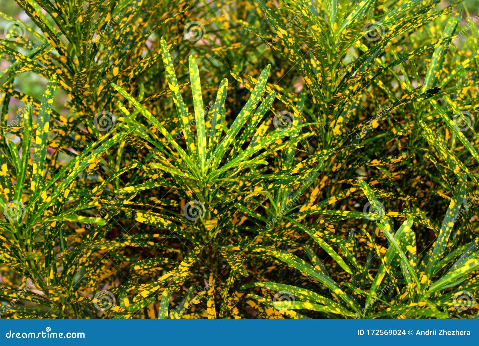 Codiaeum Variegatum, or Garden Croton Plant Stock Photo - Image of ...