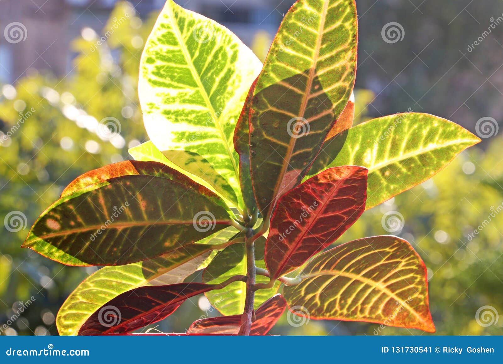 Codiaeum Variegatum Garden Croton Stock Image - Image of croton ...