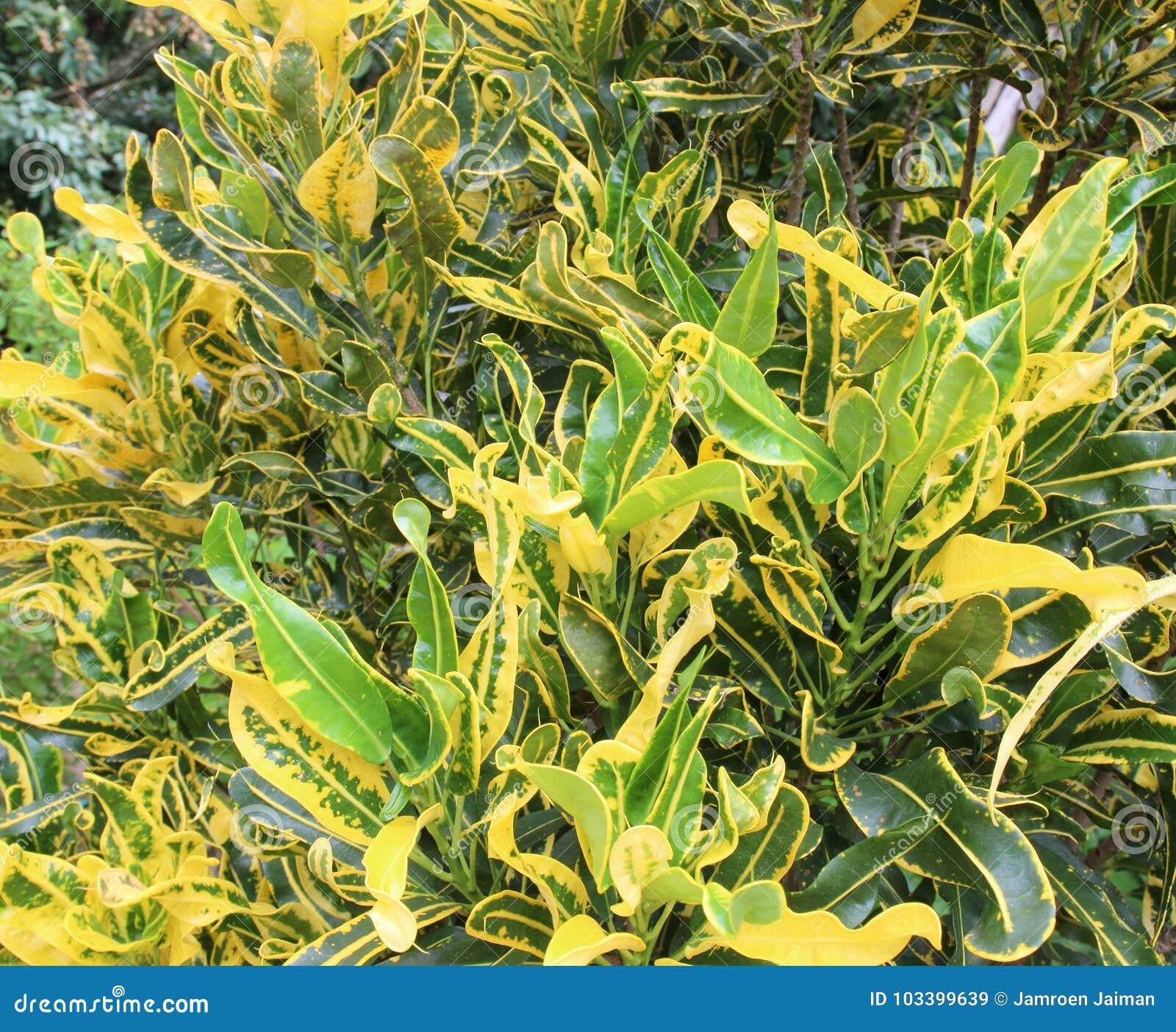 Codiaeum Variegatum L Blume W Parku Obraz Stock - Obraz złożonej z ...