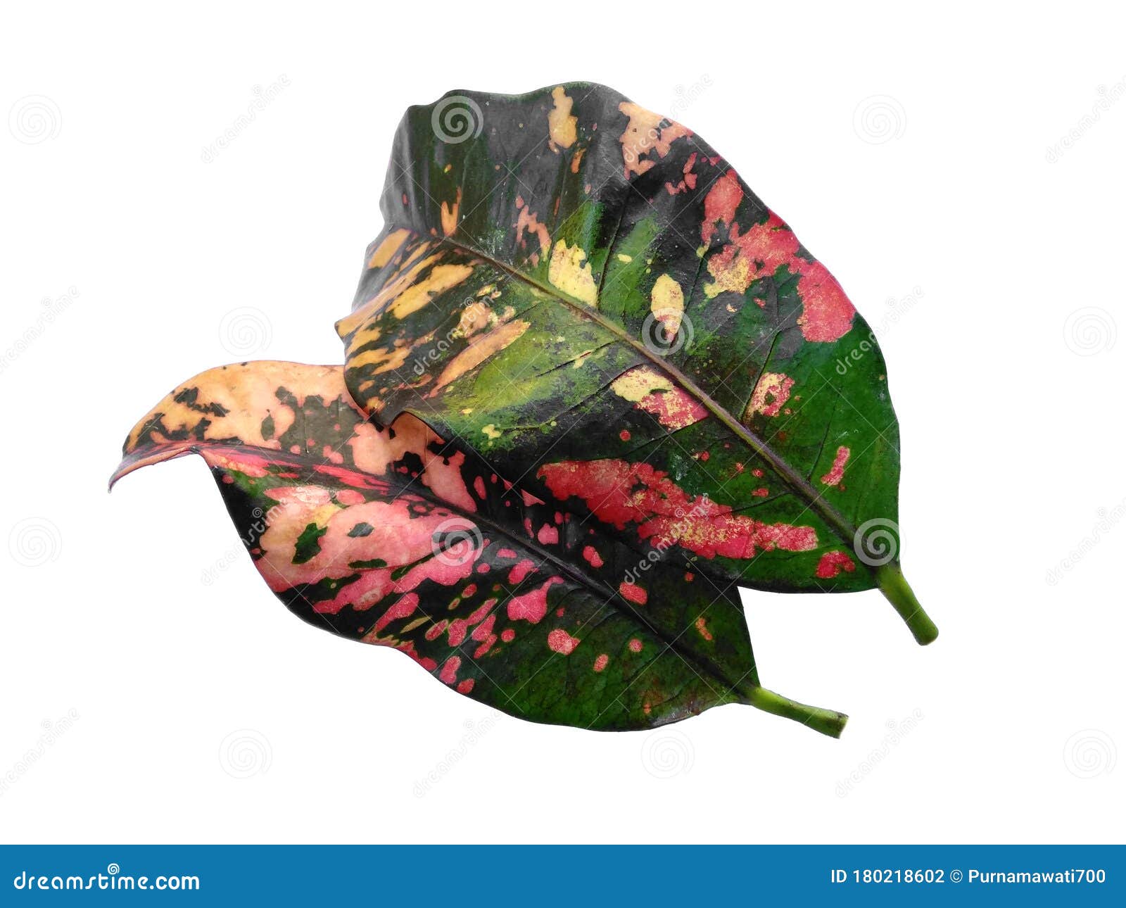 Codiaeum Variegatum Leaf Isolated on White Background. Stock Photo ...