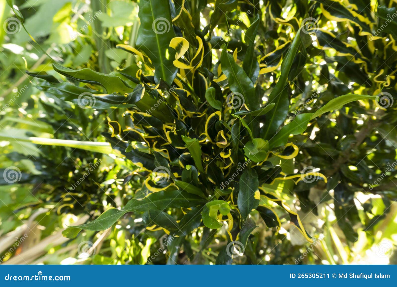 Codiaeum Variegatum Leaves. Colorful Leaves of Codiaeum Variegatum or ...