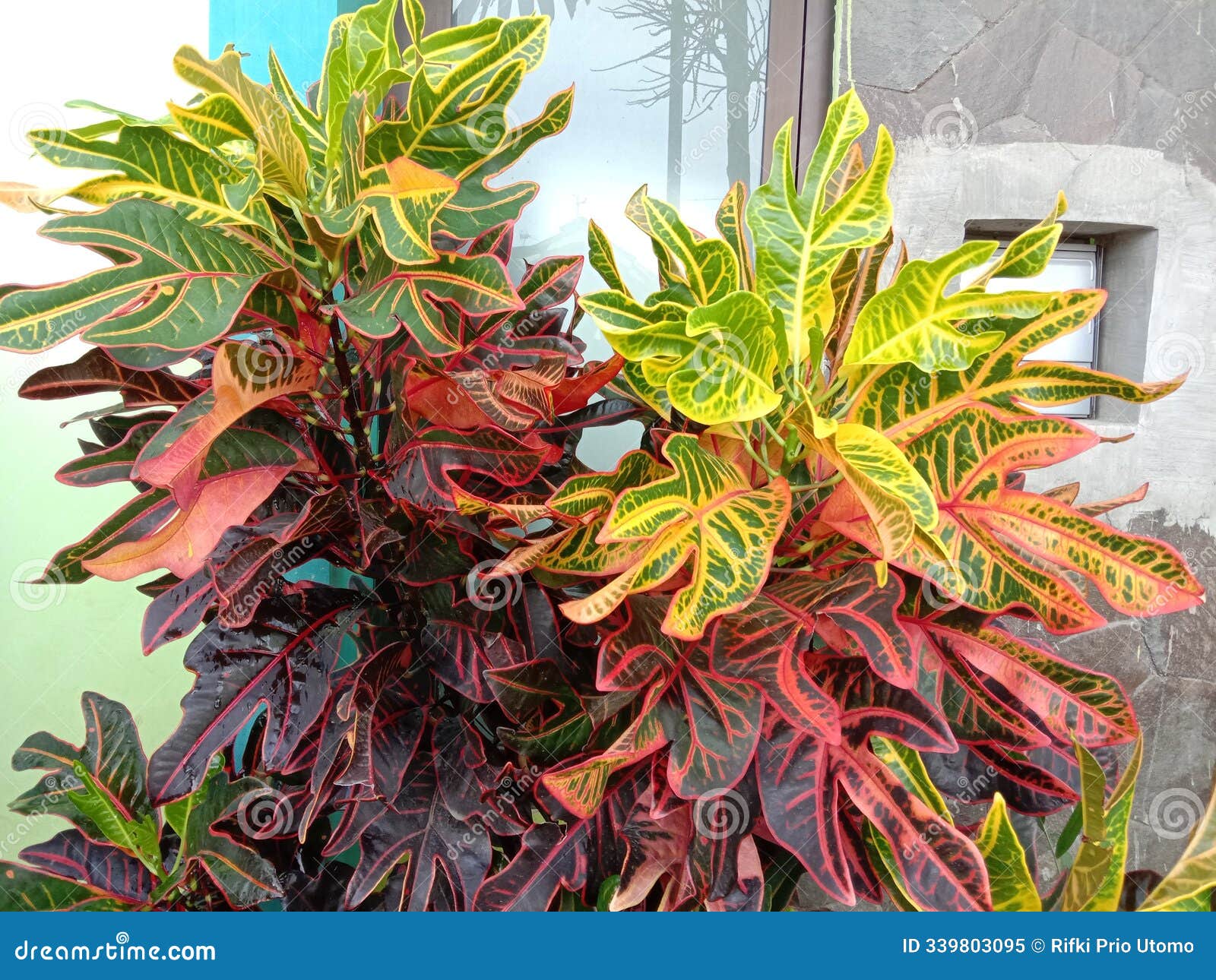 Codiaeum Variegatum Multicolor Leaf Plant Stock Image - Image of ...
