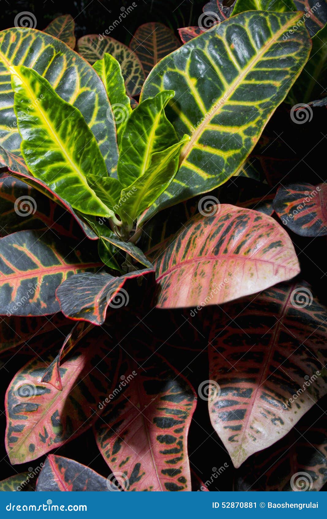 Codiaeum variegatum stock image. Image of detail, variegatum - 52870881