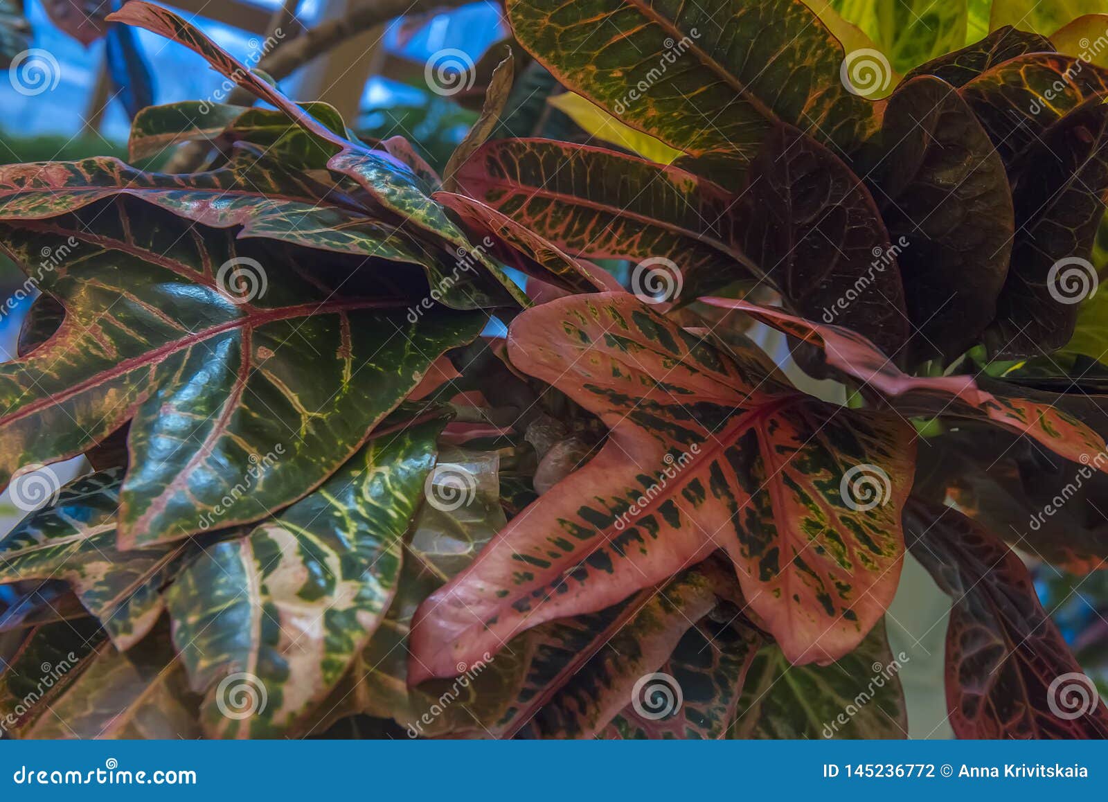 Codiaeum variegatum pictum stock photo. Image of codiaeum - 145236772