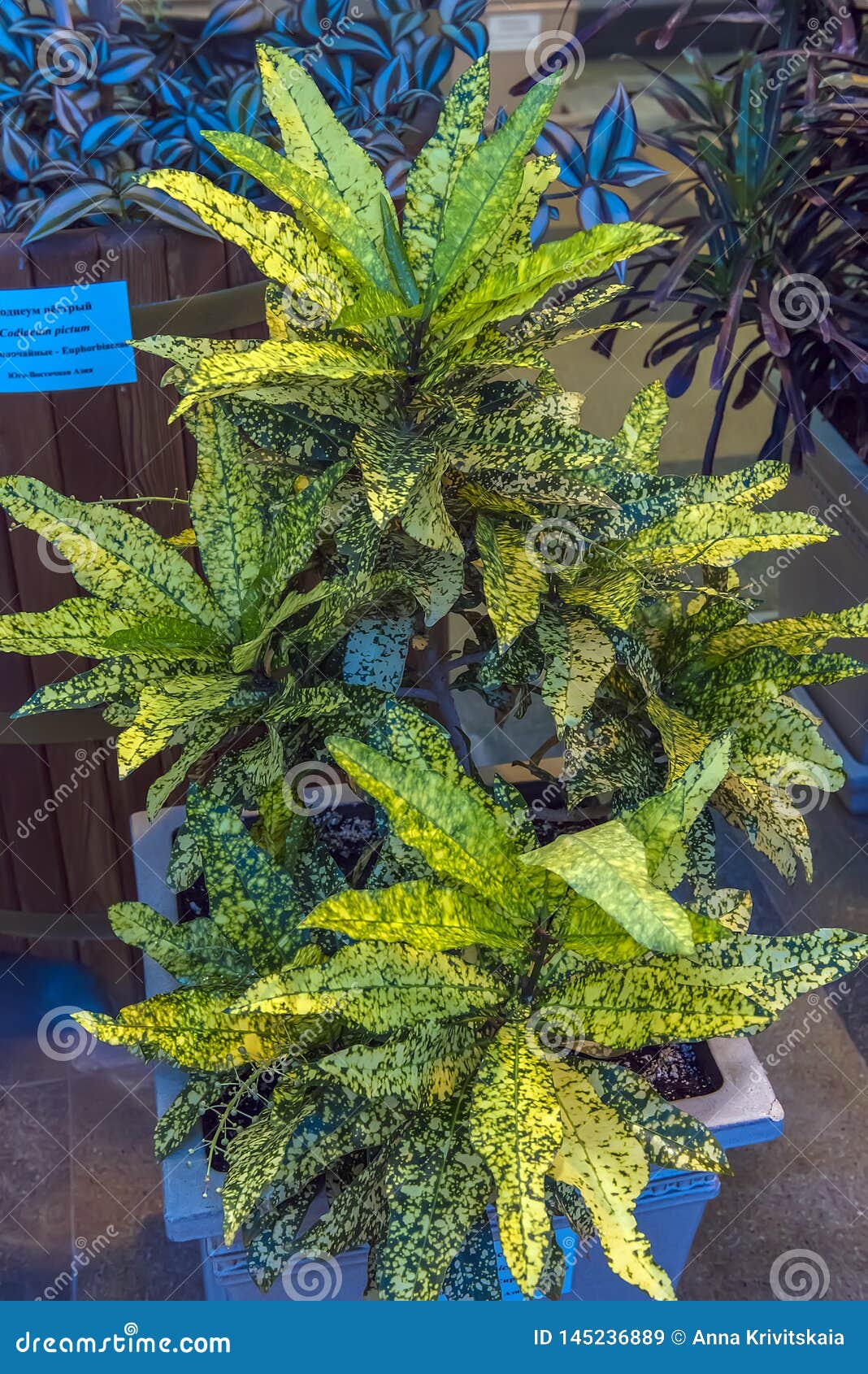Codiaeum variegatum pictum stock image. Image of decorative - 145236889