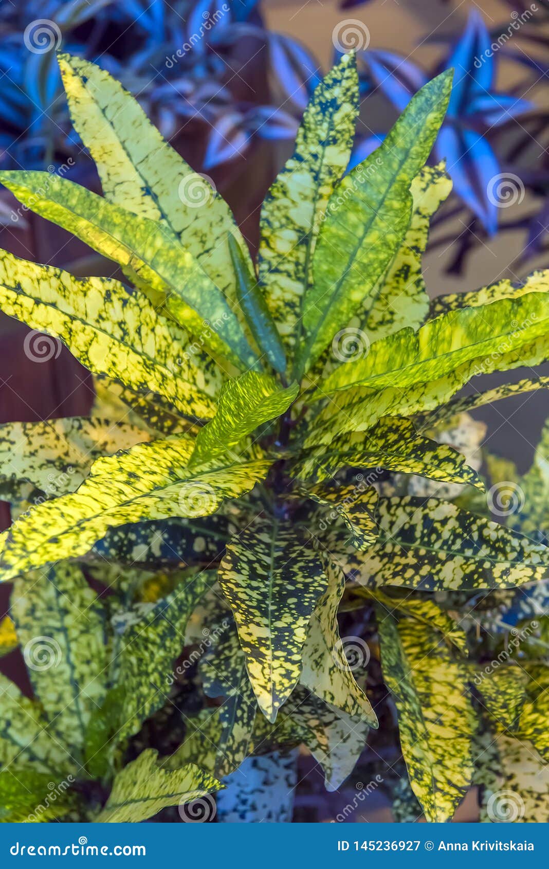 Codiaeum variegatum pictum stock image. Image of foliage - 145236927