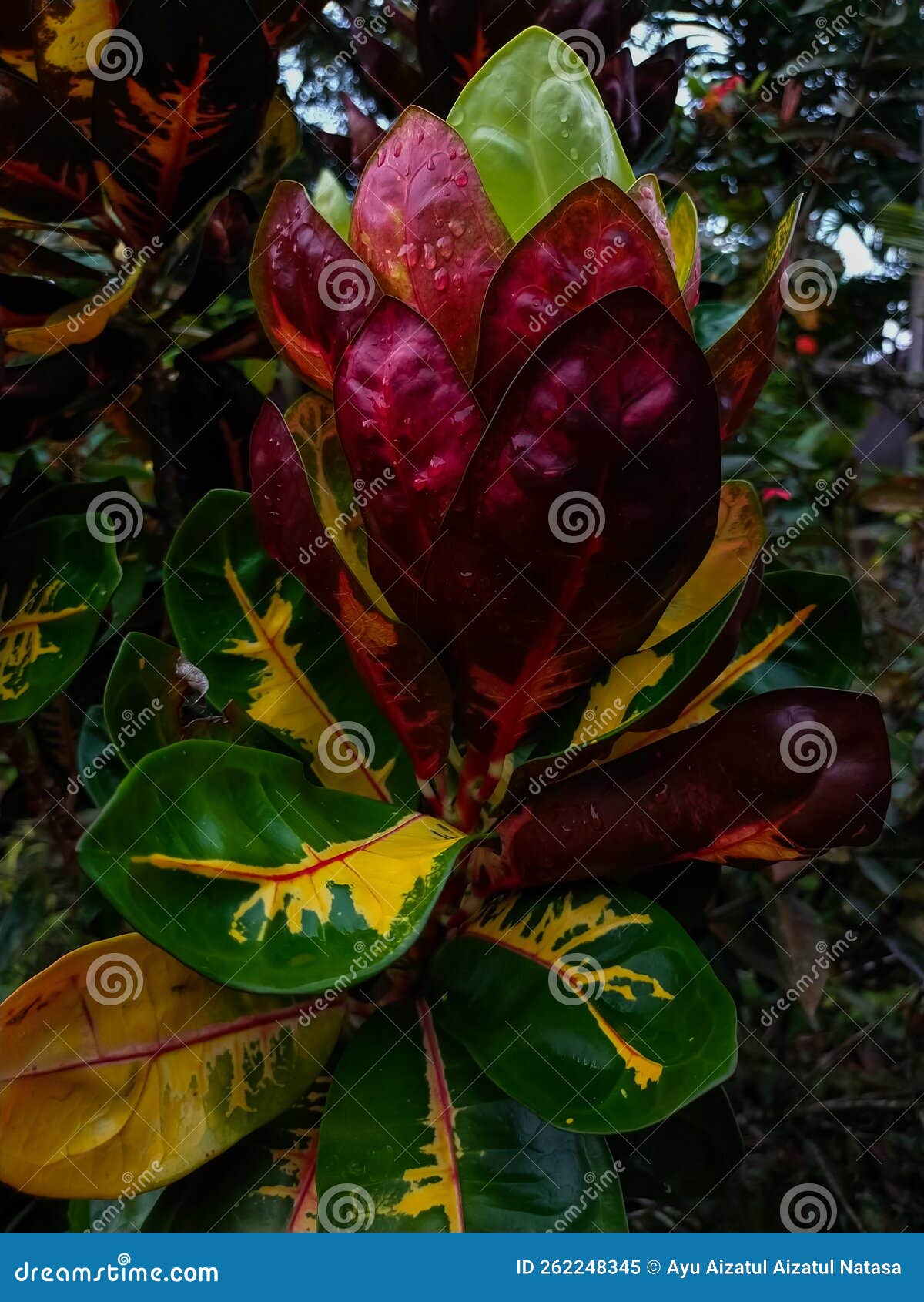 Codiaeum Variegatum Plant in the Garden Stock Image - Image of nature ...