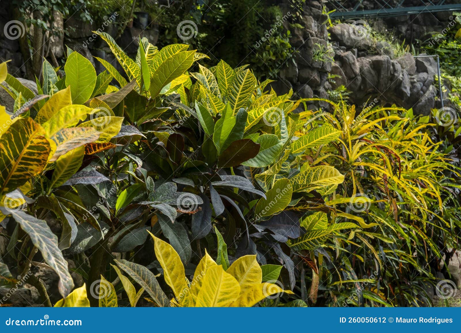 Codiaeum Variegatum plant stock photo. Image of conservatory - 260050612