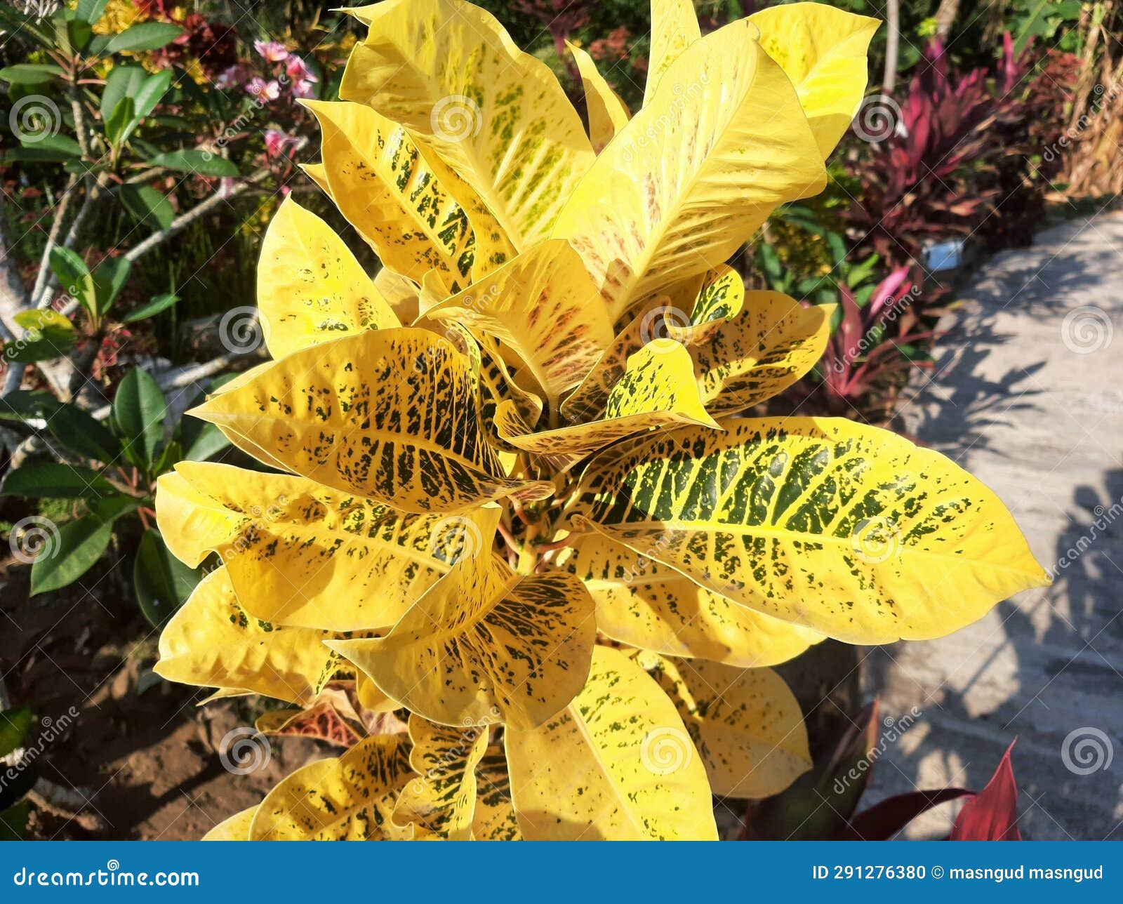 Codiaeum Variegatum with Striking Yellow Leaves among the Many Types of ...