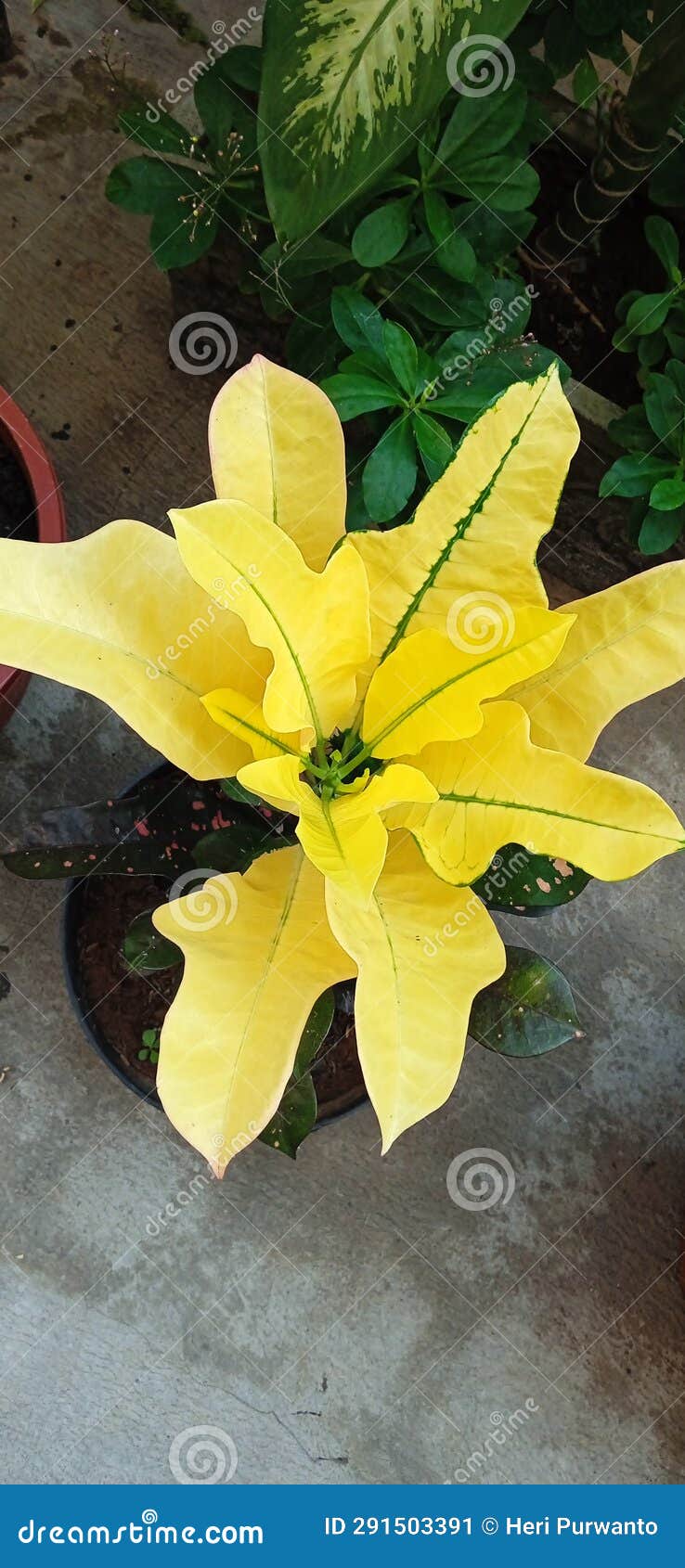 Codiaeum variegatum yellow stock image. Image of produce - 291503391