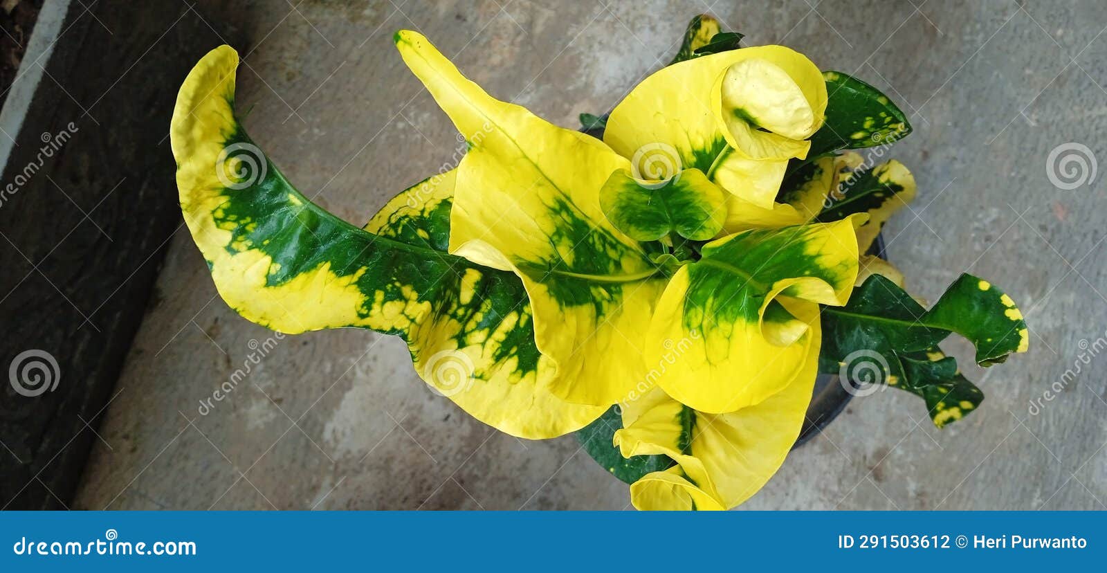 Codiaeum variegatum yellow stock photo. Image of plant - 291503612