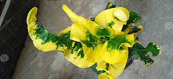 Codiaeum variegatum yellow stock photo. Image of plant - 291503612