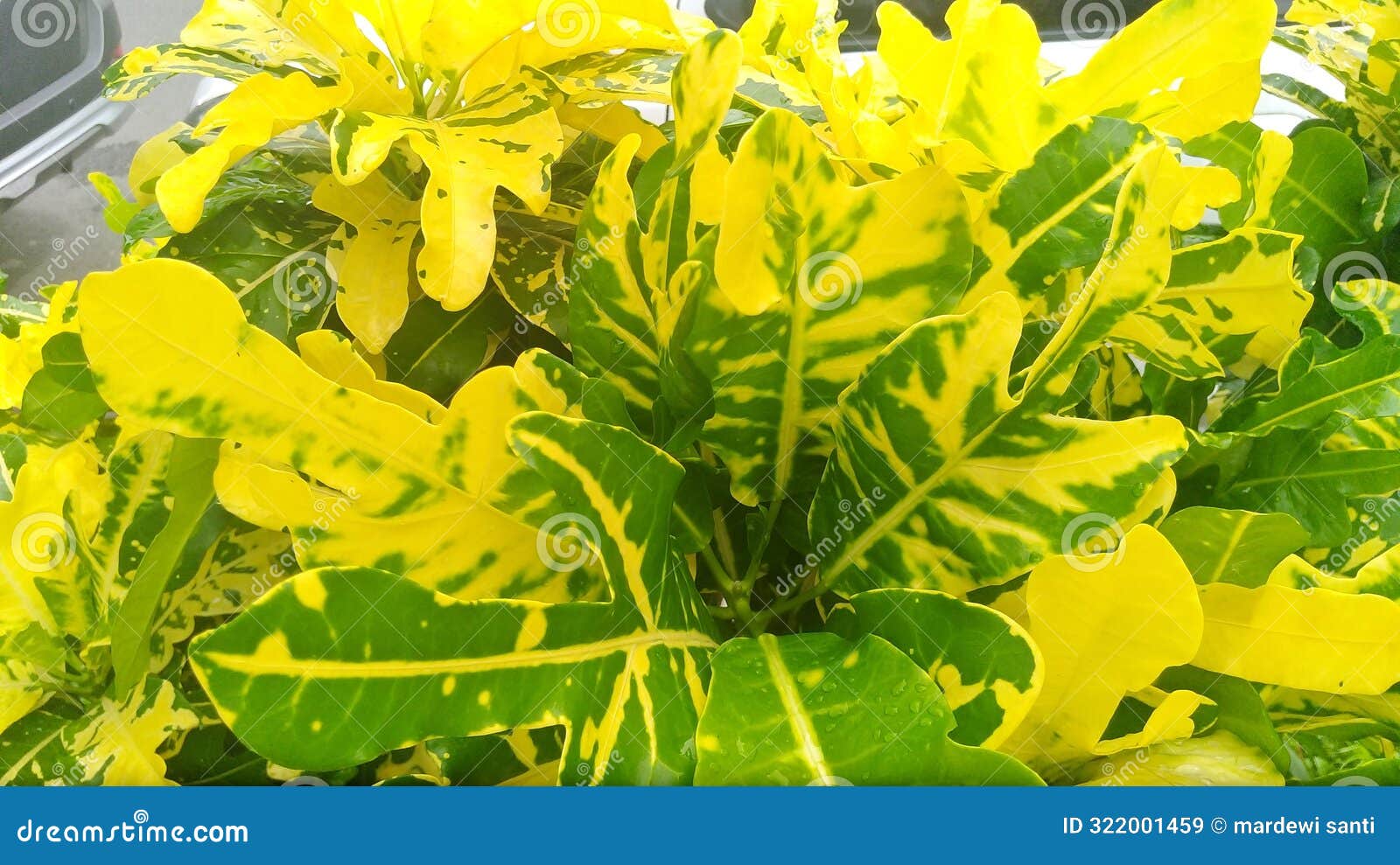 Codiaeum variegatum yellow stock image. Image of fruit - 322001459