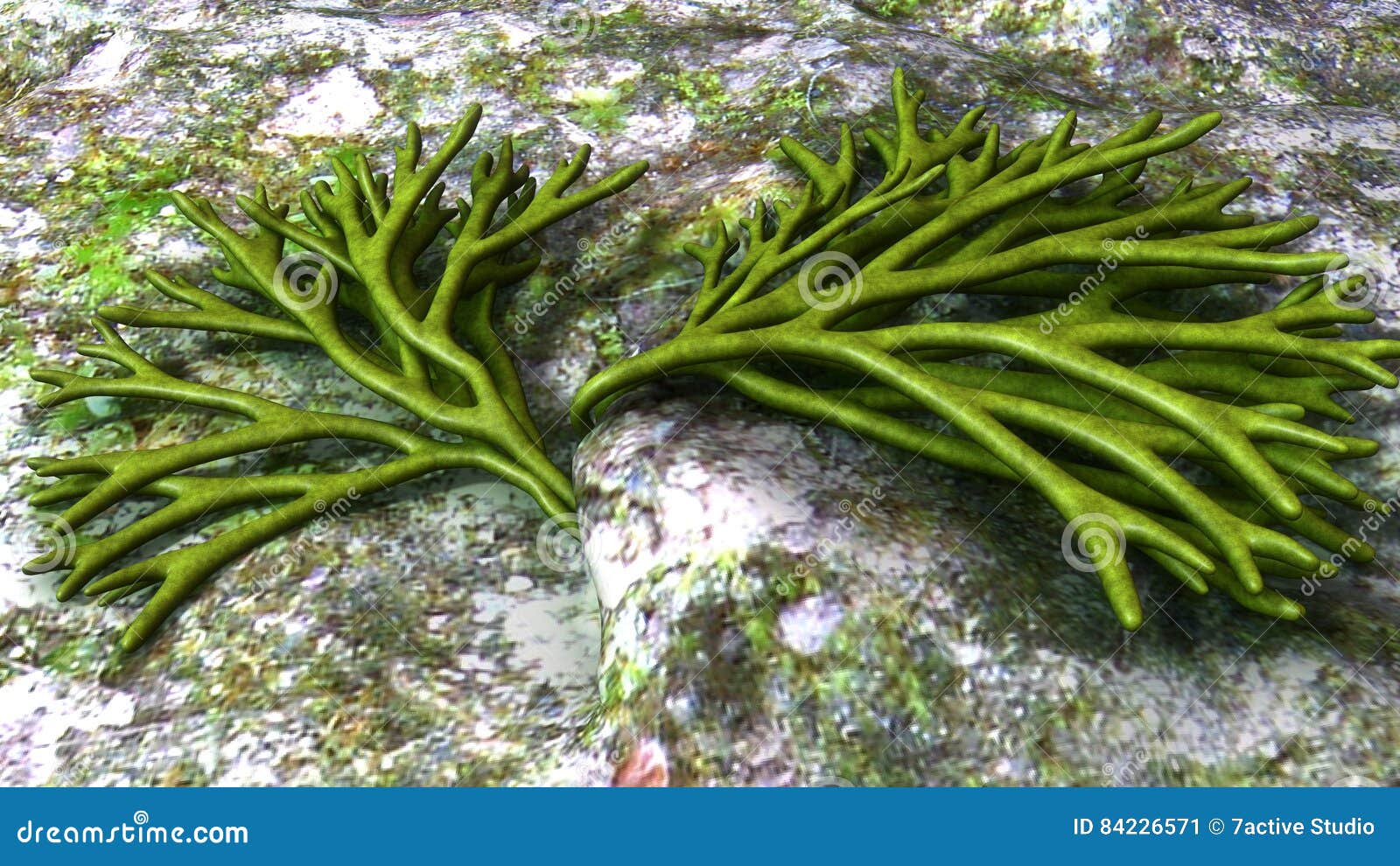Codium stock illustratie. Illustration of bemant, biologie - 84226571