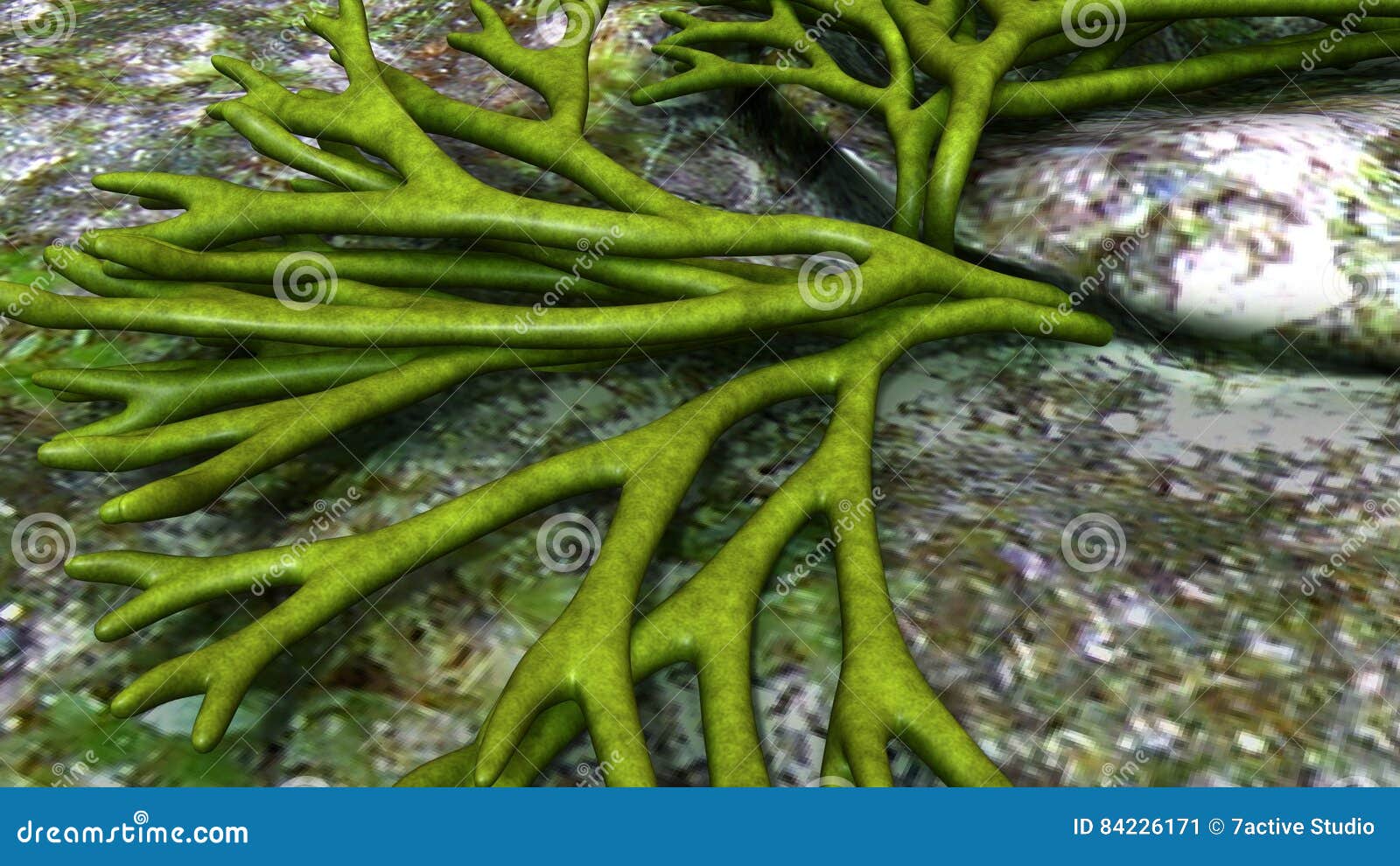 Codium stock illustration. Illustration of ocean, coralline - 84226171