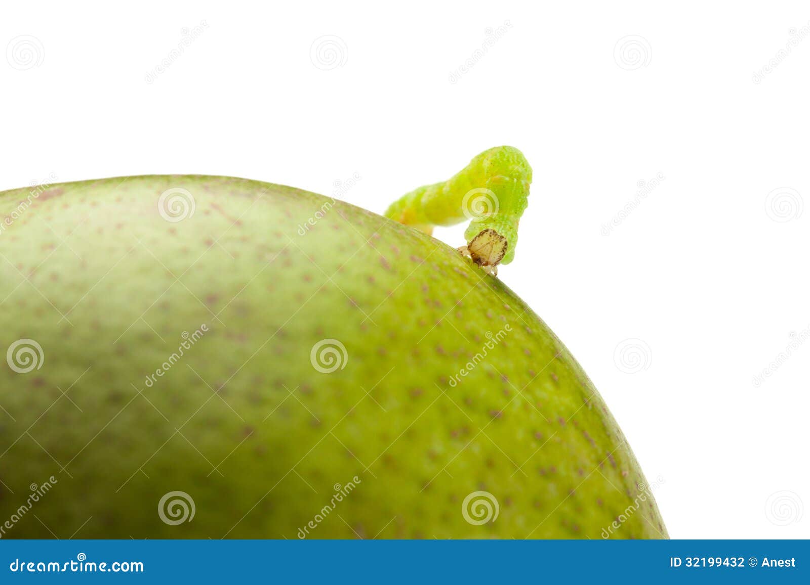 Codling Moth Caterpillar on Pear Stock Photo - Image of green, pear ...
