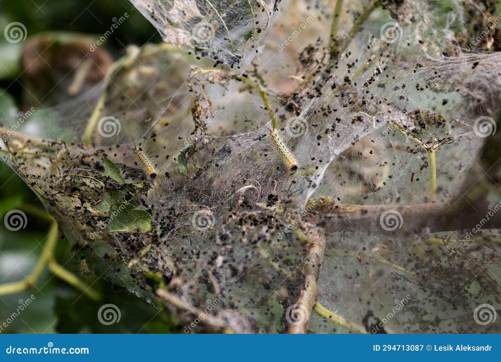 Codling Moth Caterpillars in Silky Web on an Apple Tree Branch. Tent ...