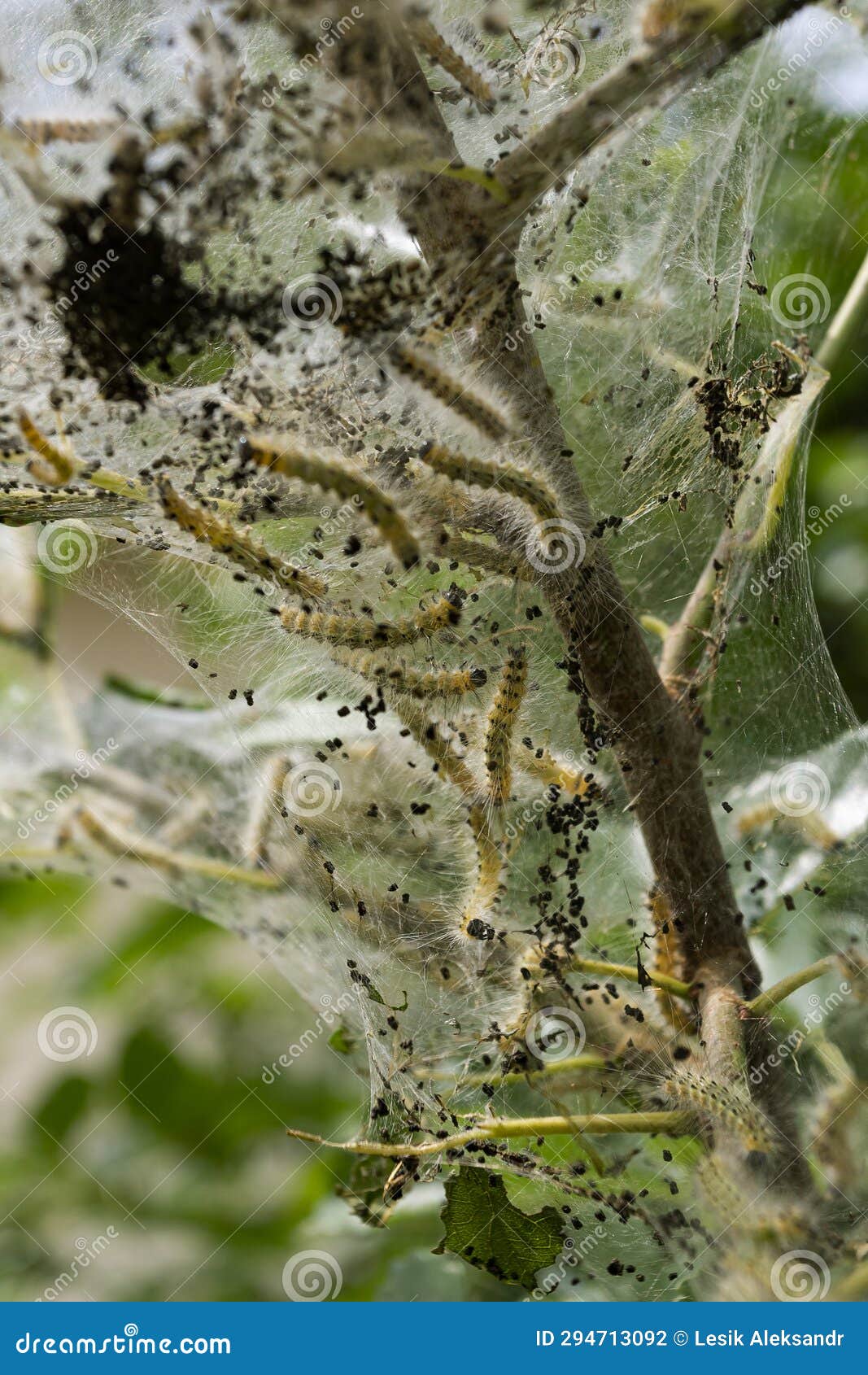 Codling Moth Caterpillars in Silky Web on an Apple Tree Branch. Tent ...