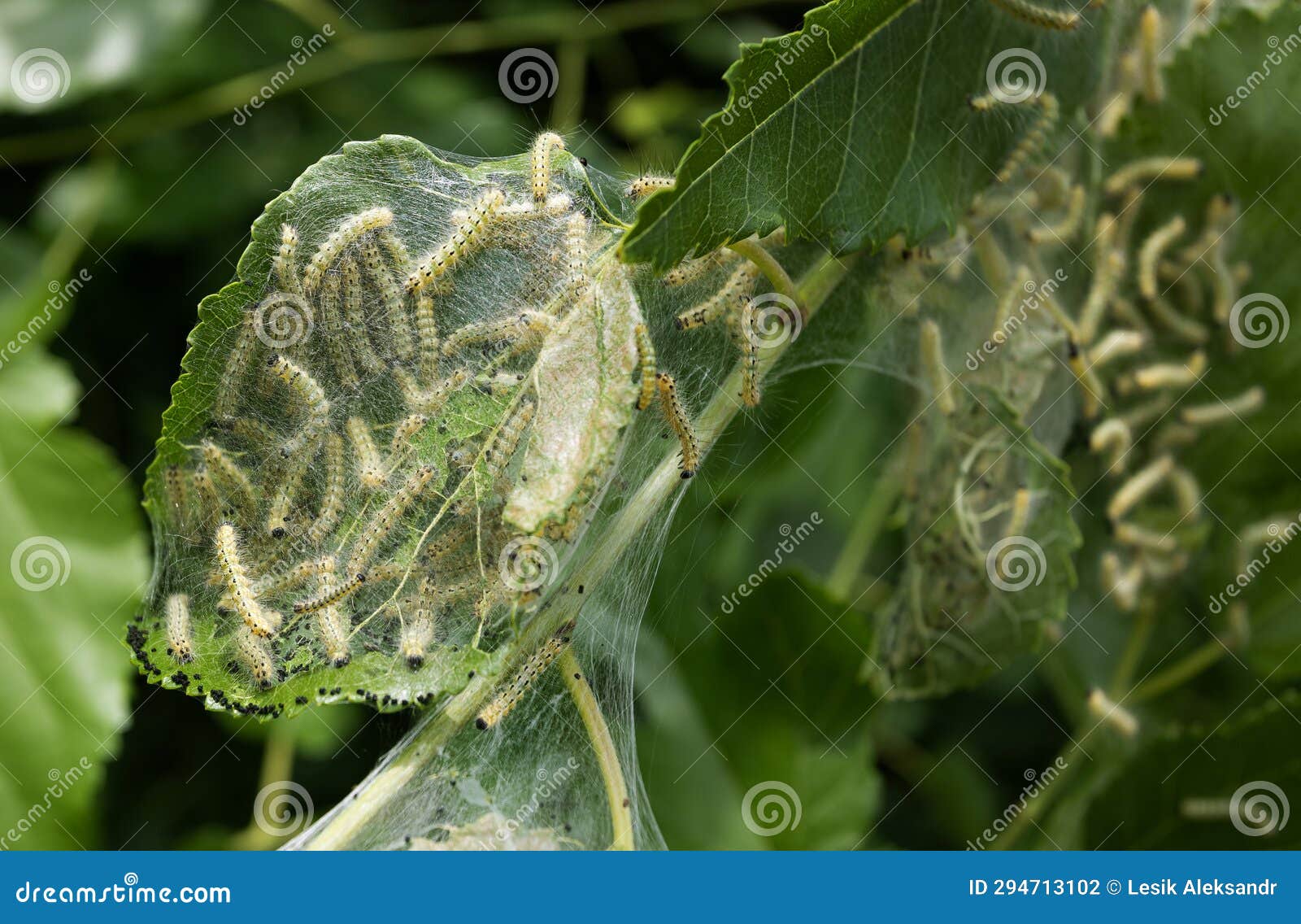 Codling Moth Caterpillars in Silky Web on an Apple Tree Branch. Tent ...