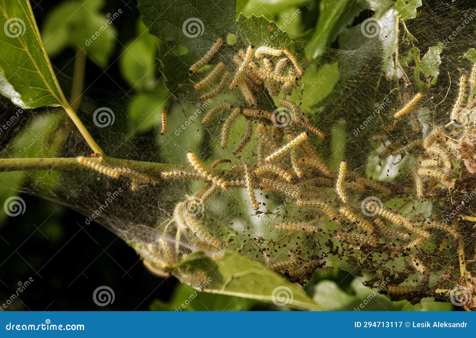 Codling Moth Caterpillars in Silky Web on an Apple Tree Branch. Tent ...