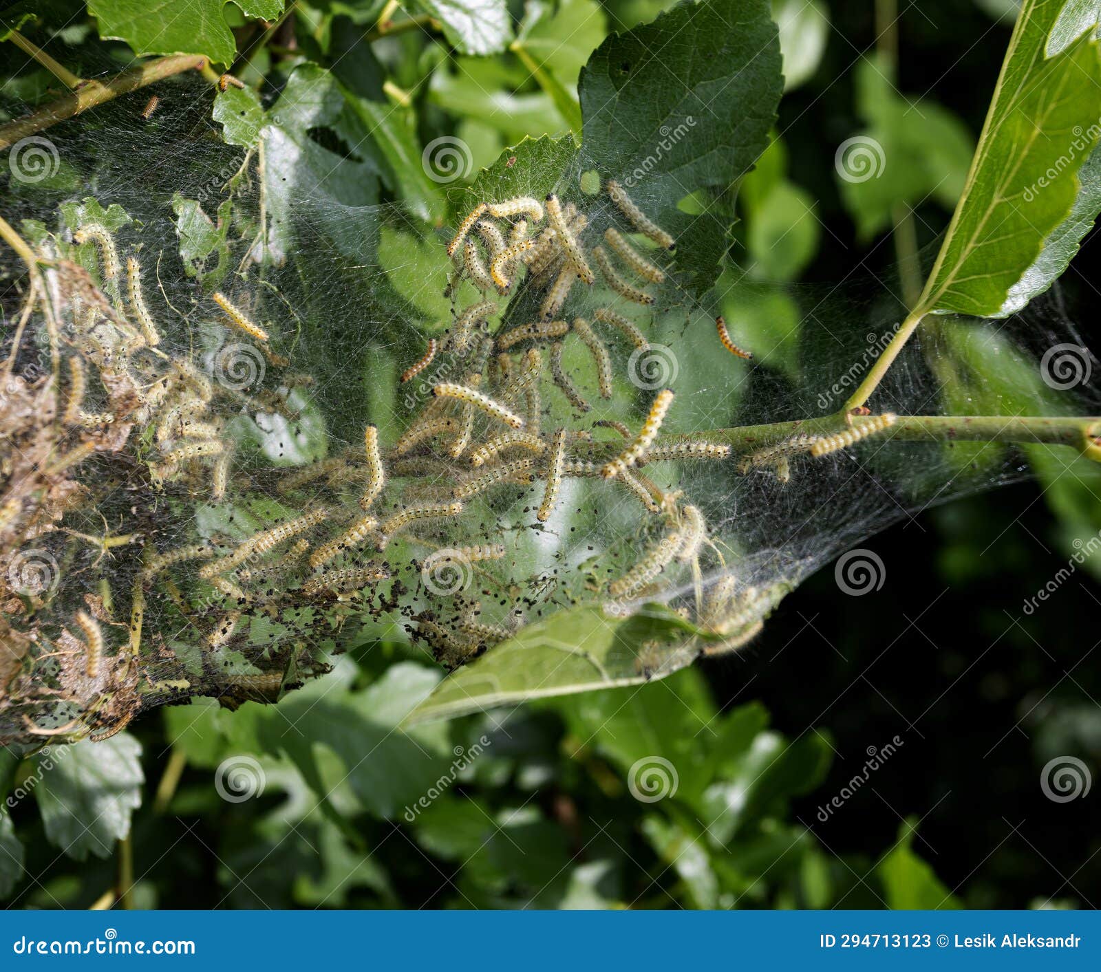 Codling Moth Caterpillars in Silky Web on an Apple Tree Branch. Tent ...
