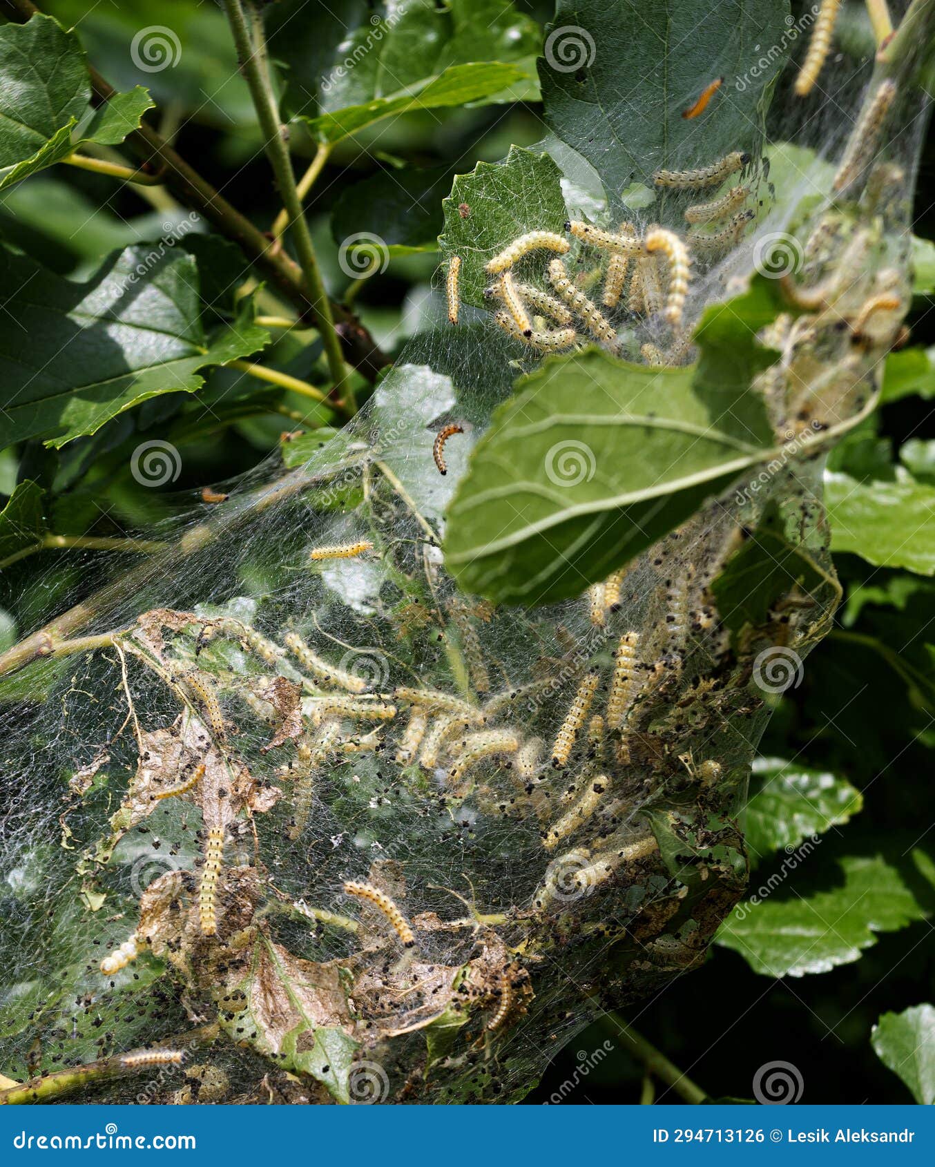 Caterpillars Devour A Leaf. Stock Photography | CartoonDealer.com #32519780
