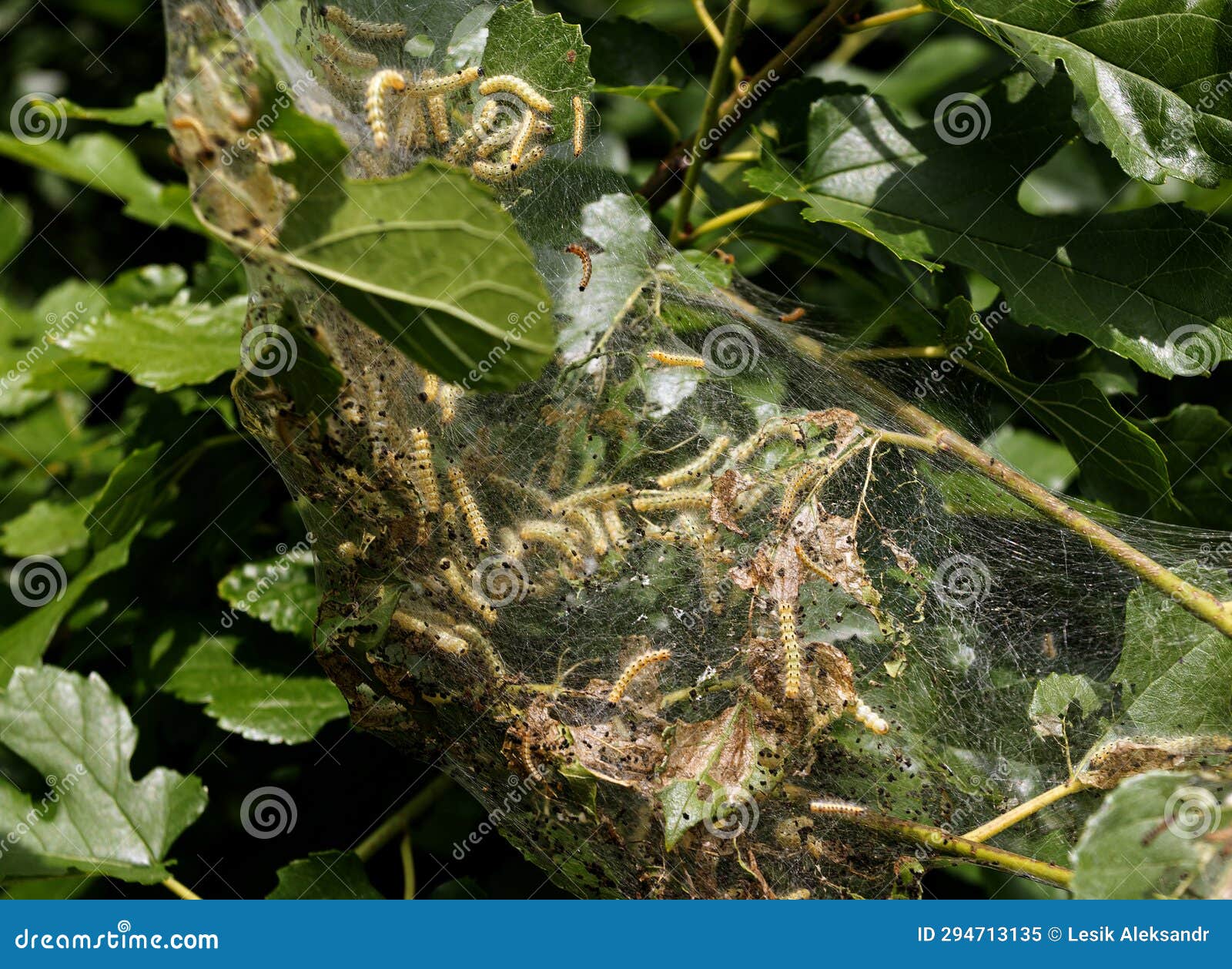 Codling Moth Caterpillars in Silky Web on an Apple Tree Branch. Tent ...