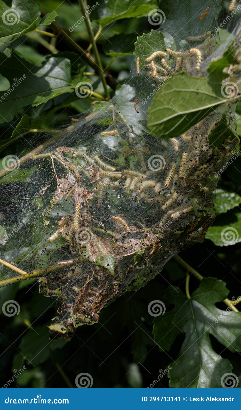 Caterpillars Devour A Leaf. Stock Photography | CartoonDealer.com #32519780