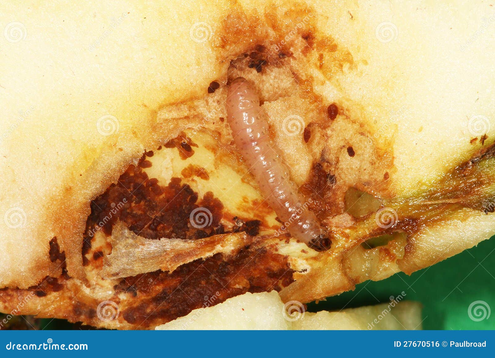Codling Moth Pest Damage On Apple, Isolated On White. Cydia Pomonella ...
