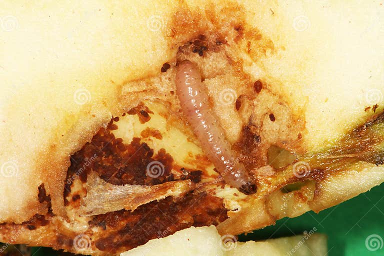 Codling Moth Larvae in Apple. Stock Photo - Image of moth, excrement ...