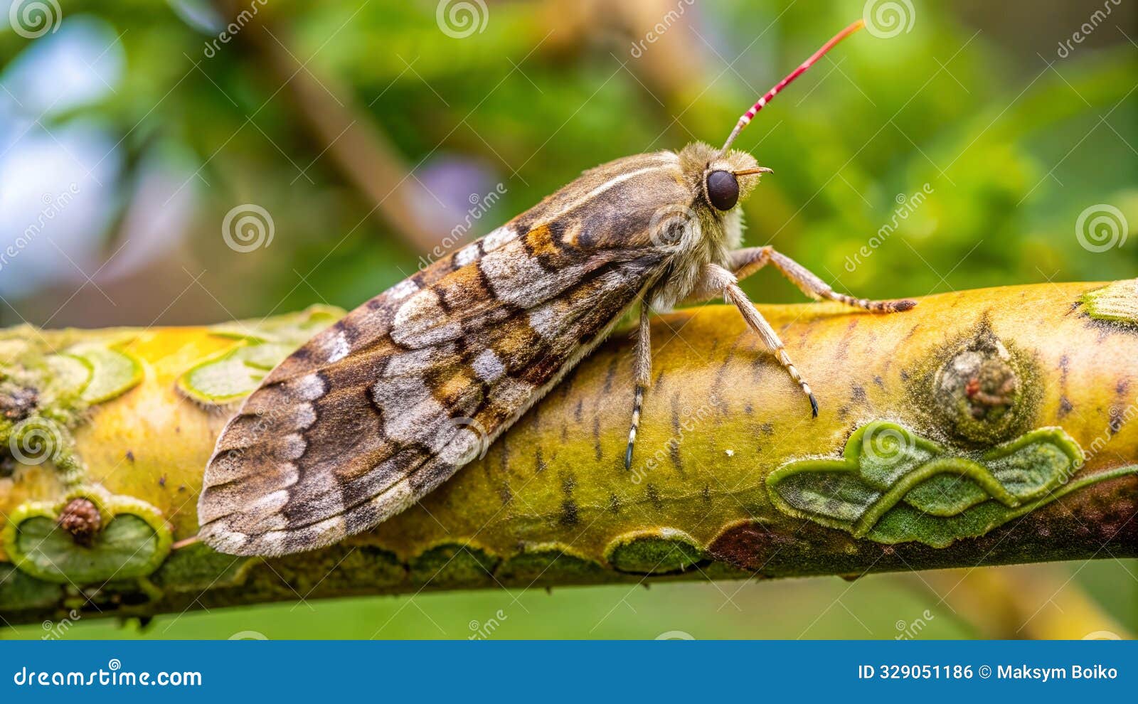 Codling Moth Hot Goes Bank Vector | CartoonDealer.com #323989765