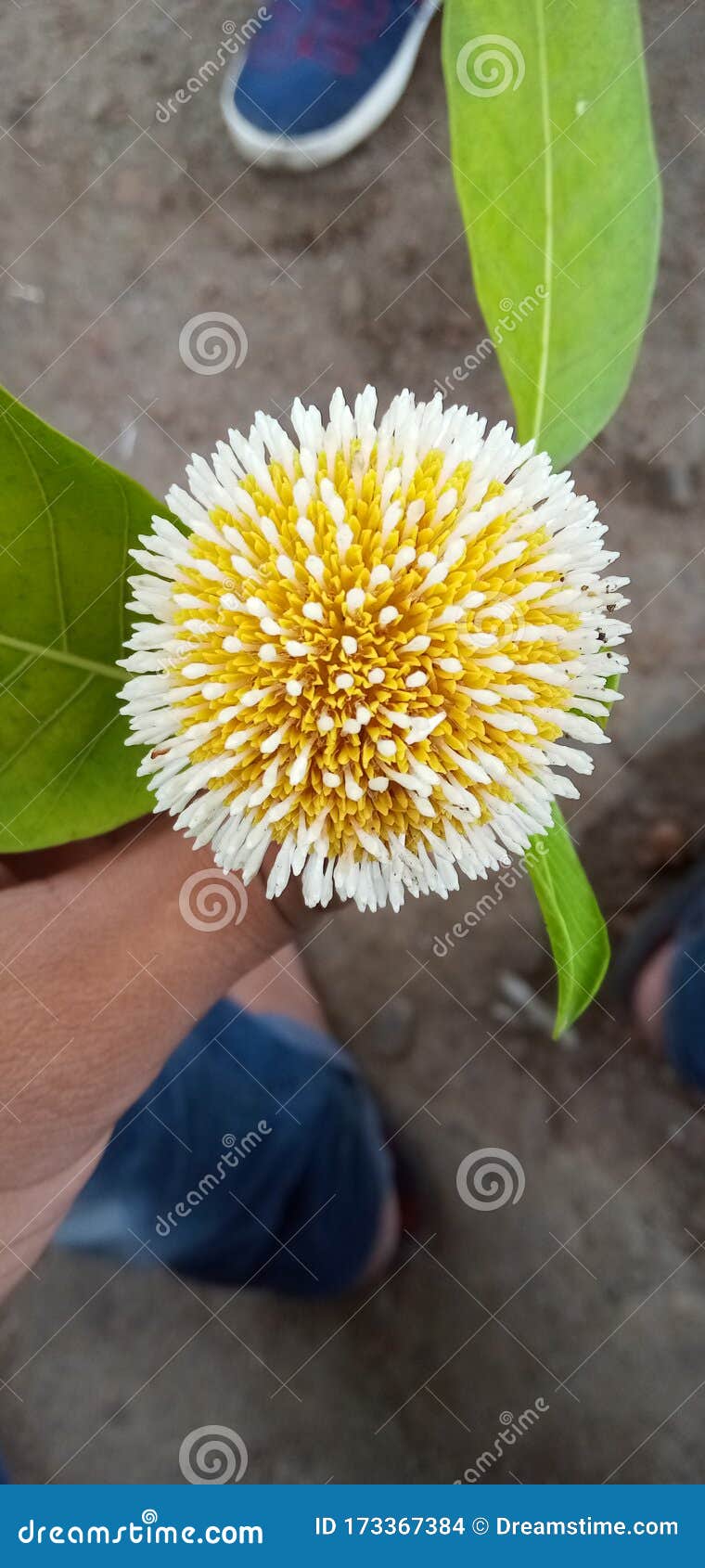 This is a cadam flower stock photo. Image of buityfull - 173367384