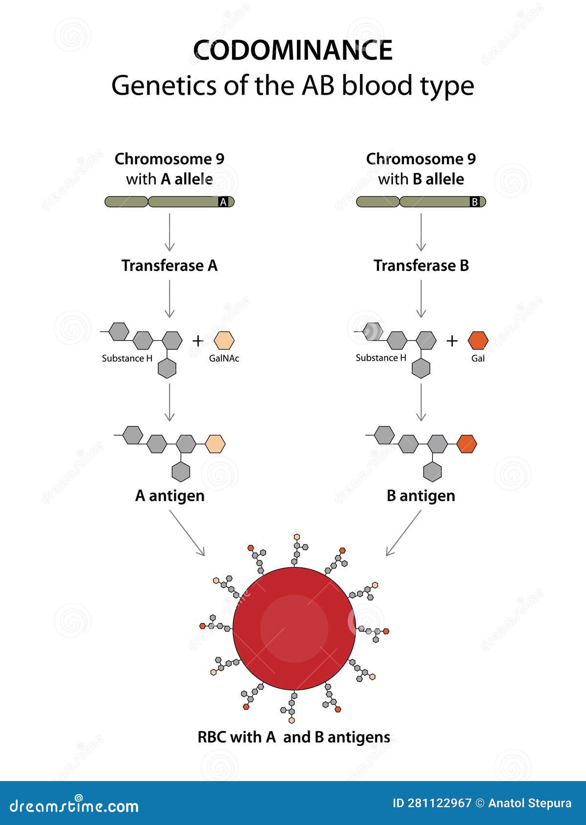 Codominance. Type AB Blood is an Example of Codominance in Humans Stock ...