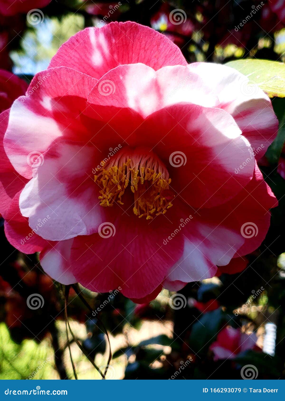 Codominance In Plants