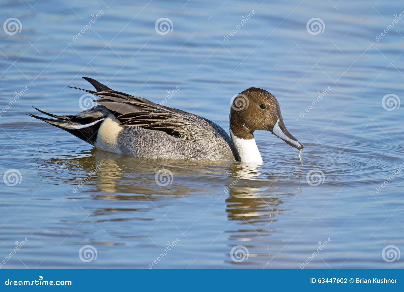 Codone nordico fotografia stock. Immagine di natura, aviario - 63447602