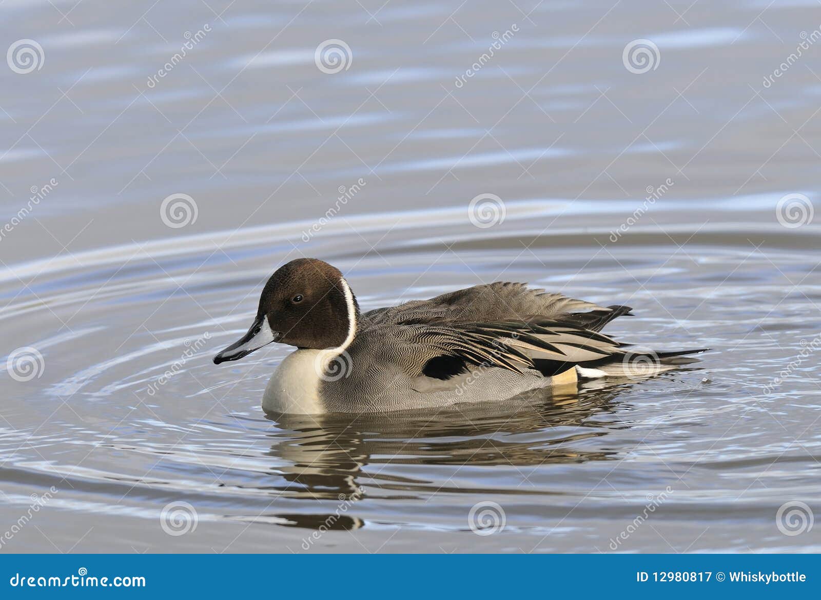 Codone Nordico - Anas Acuta Immagine Stock - Immagine di uccello ...