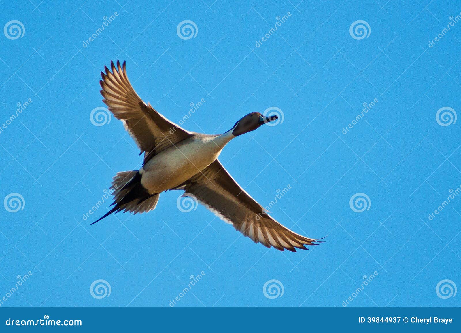 Codone in volo immagine stock. Immagine di nave, waterfowl - 39844937
